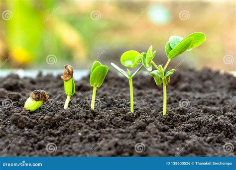 Sapling Growing From The Ground Stock Photo Image Of Life Plants