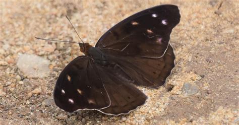 Borboleta Biofaces Bring Nature Closer