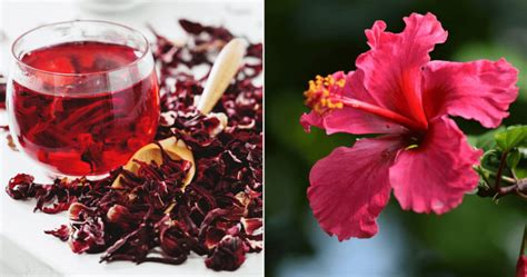 9 benefícios do hibisco que são tão sensacionais que o gosto vai ser