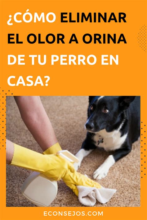 Tu mascota hizo pis dentro de casa Aprende cómo eliminar el olor de