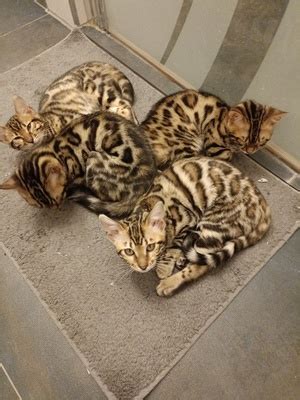 Maggie Mia Bengalkatze Jungtier Katze Auf Tiere At