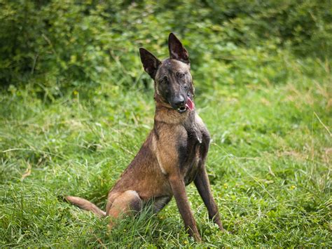 APAGI Lilo CHIEN Type Berger Belge Malinois à la robe Fauve charbonnée
