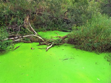 Difference Between Algae And Bryophytes Definition Classification
