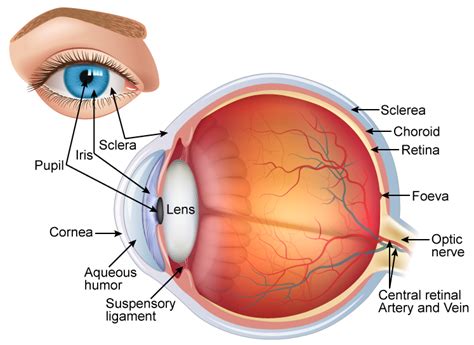 Labelled Diagram Of The Human Eye Vision And Eye Diagram Ho