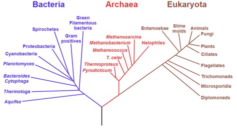 Organism Definition And Examples Biology Online Dictionary
