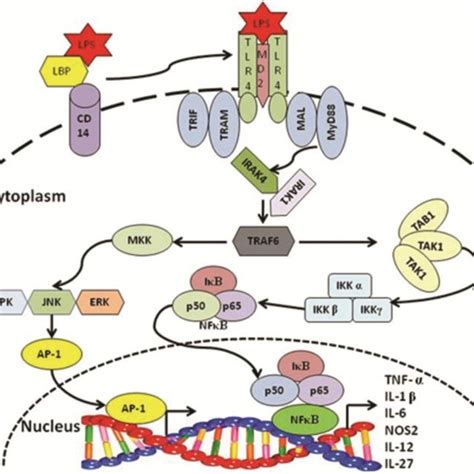 Schematic Representation Of LPS Induced Macrophage Activation Pathway