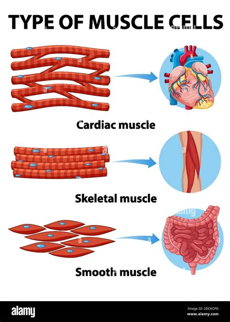 Type Of Muscle Cells Illustration Stock Vector Image Art Alamy