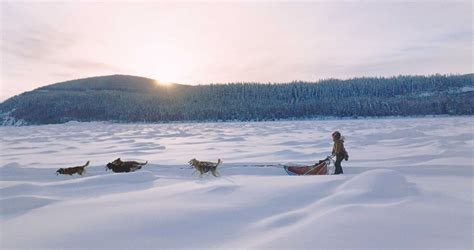 Photo Du Film Kina Yuk Renards De La Banquise Photo 12 Sur 18