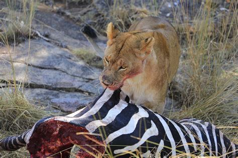Lion Eating Zebra Alive
