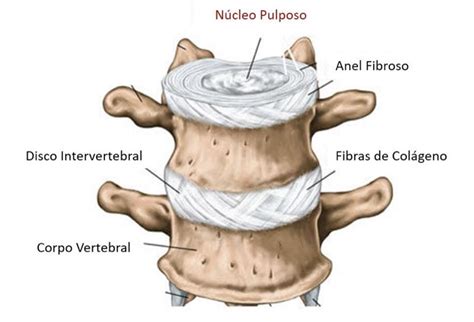 Anatomia Da Coluna Vertebral Dr William Zarza