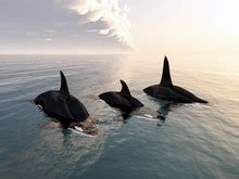 Killer Whale Free Stock Photo Public Domain Pictures