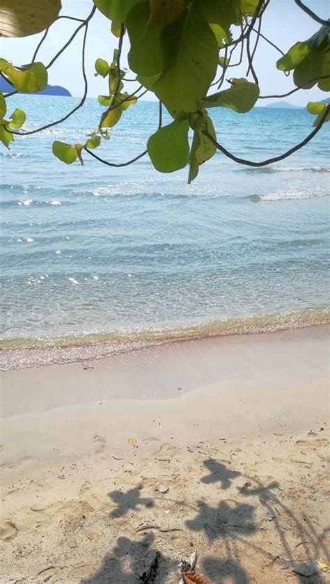 Épinglé par Nicole Brunner sur Sur la plage abandonnée coquillages et