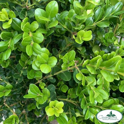 BOXWOOD Winter Gem Covingtons