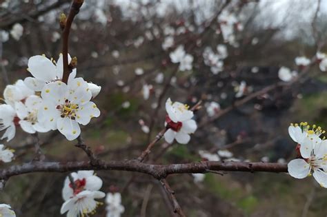 Flores Naturaleza Foto Gratis En Pixabay Pixabay