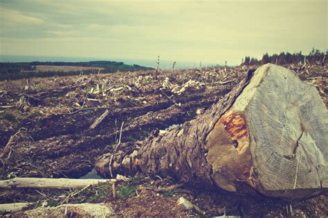 Images Gratuites paysage mer côte arbre la nature forêt Roche