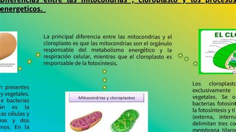 Diferencias Entre Las Mitocondrias Cloroplasto Y Los Procesos Energe