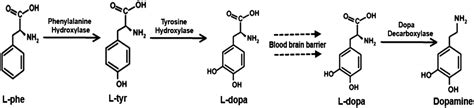 From Building Blocks Of Proteins To Drugs A Quantum Chemical Study On