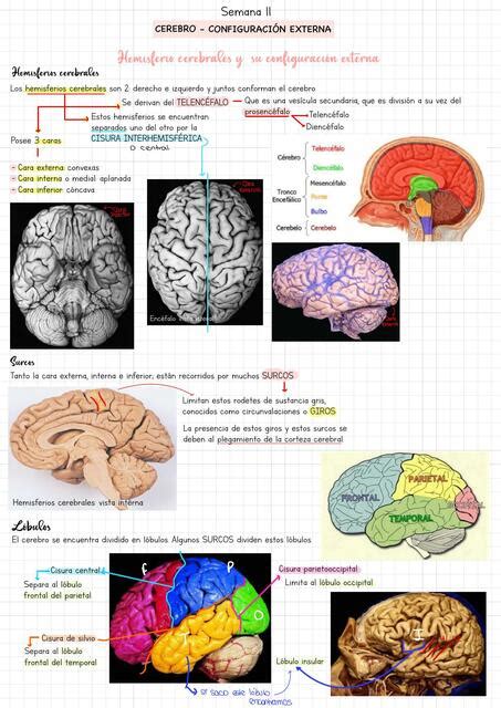 Neuroanatomia UDocz