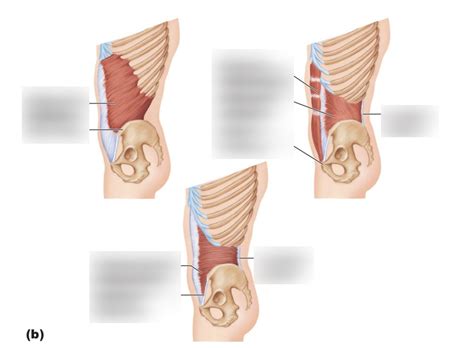 Muscles Of The Abdominal Wall Pt Diagram Quizlet