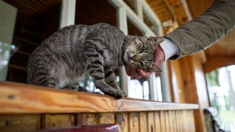 Why Do Cats Rub Against You 6 Possible Explanations