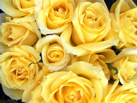 Yellow Rose Flower Meaning Infoupdate Org
