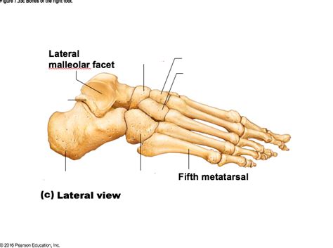 Lateral View Of Foot Diagram Quizlet