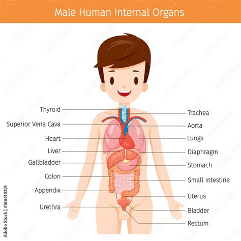 Male Human Anatomy Internal Organs Diagram Physiology Structure