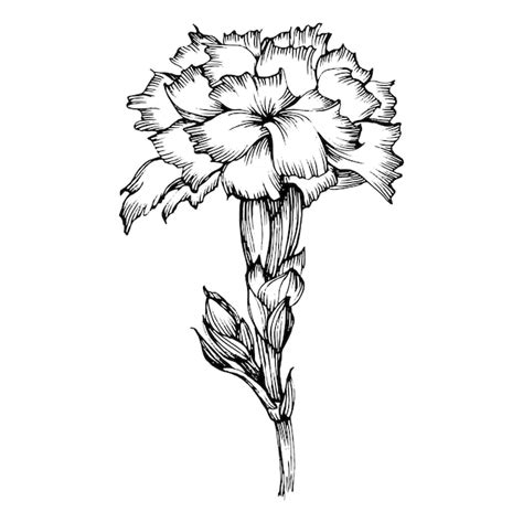 Flor de clavel clavo botánico floral elemento de ilustración aislado