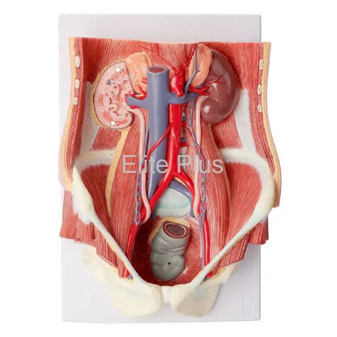 Zx S333p Urinary System Block Model Dual Sex 6 Parts At Rs 15200 Human Anatomical Models In