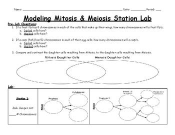 Modeling Mitosis Meiosis Station Lab By Science Wonderlab Tpt