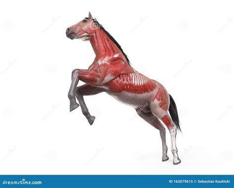 La Anatomía Equina El Sistema Muscular Stock de ilustración