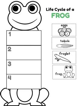Bilingual Life Cycle Of A Frog Differentiated Ciclo De Vida De La Rana