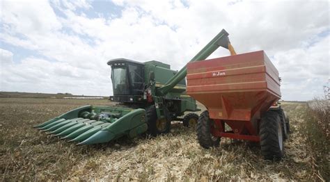 Sergipe terá safra recorde de milho em 2023 Sou Agro