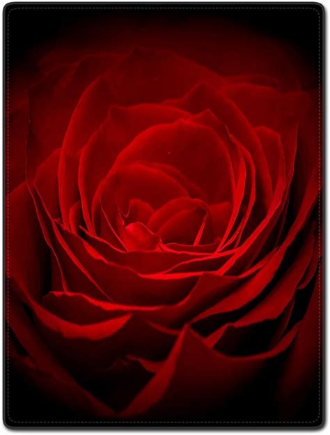 Fotos Rosas Rojas Hermosas Imagui