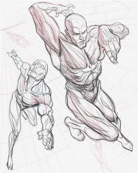 Muscles Human Anatomy Art Human Anatomy Drawing Anatomy Art