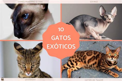 7 razas de gatos más raras del mundo y sus características únicas