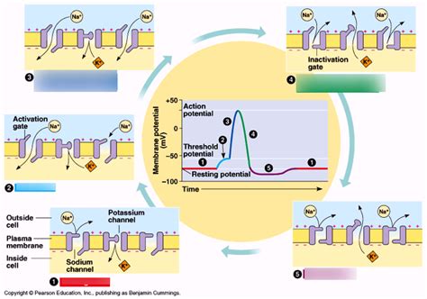 Phases Of Action Potential