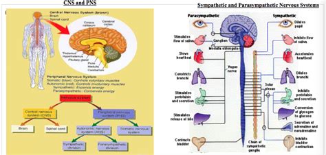 The Nervous Systems Diagram Quizlet
