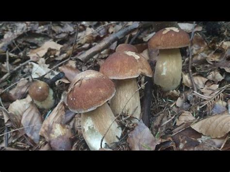 Grzyby 2023 Wysyp Borowików na całego w Beskidzie Niskim Mushrooms
