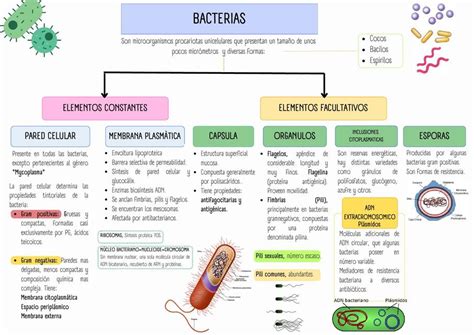 Generalidades De La Bacterias Luz Suarez UDocz