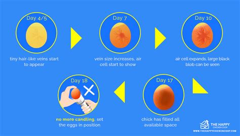 the complete beginner s guide to egg candling 2022