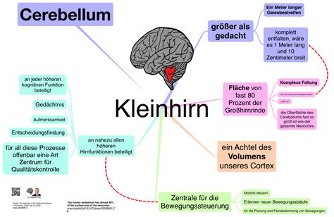 Kleinhirn Cerebellum Das Kleinhirn
