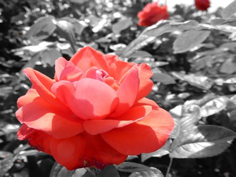 2560x1440 Wallpaper Red Petaled Flower Peakpx