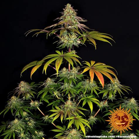 WEDDING CAKE BARNEYS FARM Sementes De Cannabis