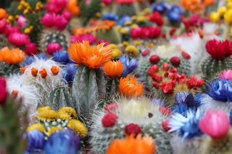 Abono para cactus estos alimentos te ayudarán a que florezcan tus