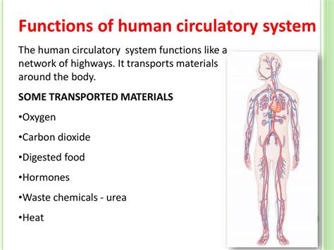 Describe The Basic Parts And Functions Of The Circulatory System