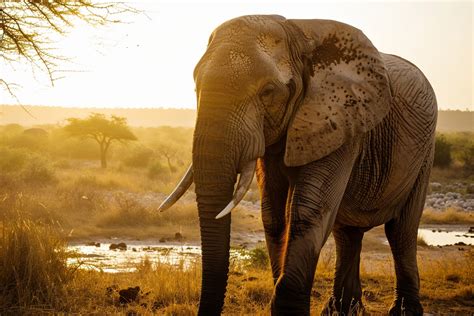 Bien être Animal Conservation Enjeux et Pratiques