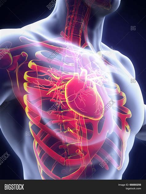 Human Heart Anatomy Image Photo Free Trial Bigstock