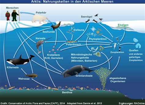 RAOnline EDU Arktische Biodiversität Biologisch und ökologisch