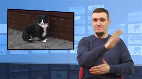 Szczecin Kot Gacek ma nowy dom turyści szaleją Tłumaczenie na